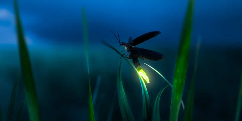 Covid-19: Saiba como vagalumes podem ajudar a detectar o coronavírus