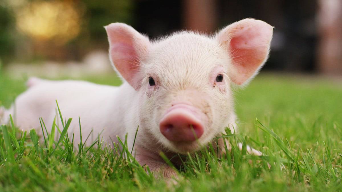 Estudo “traduz” grunhidos de porcos para identificar emoções