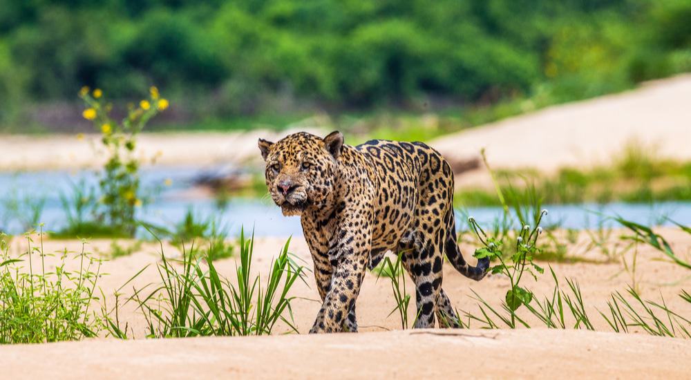 Maior zona úmida do mundo, o Pantanal corre risco de colapso