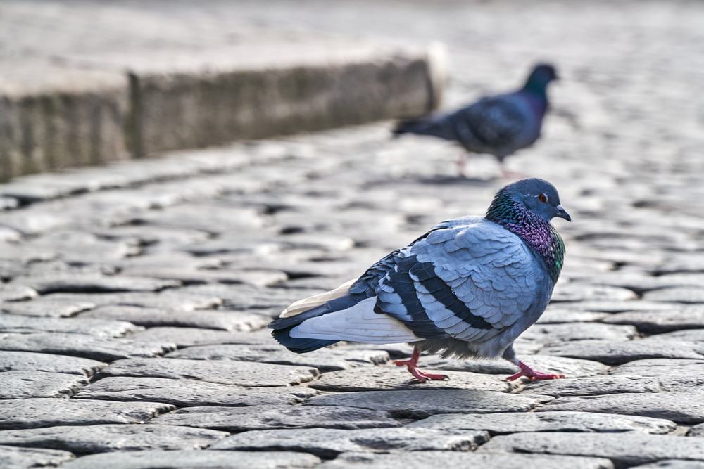 Ancestral do pombo doméstico é encontrado na Escócia e Irlanda