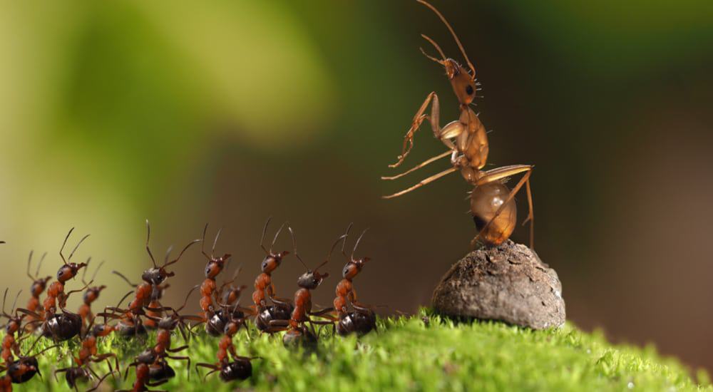Formigas: saiba por que as rainhas vivem mais que as operárias