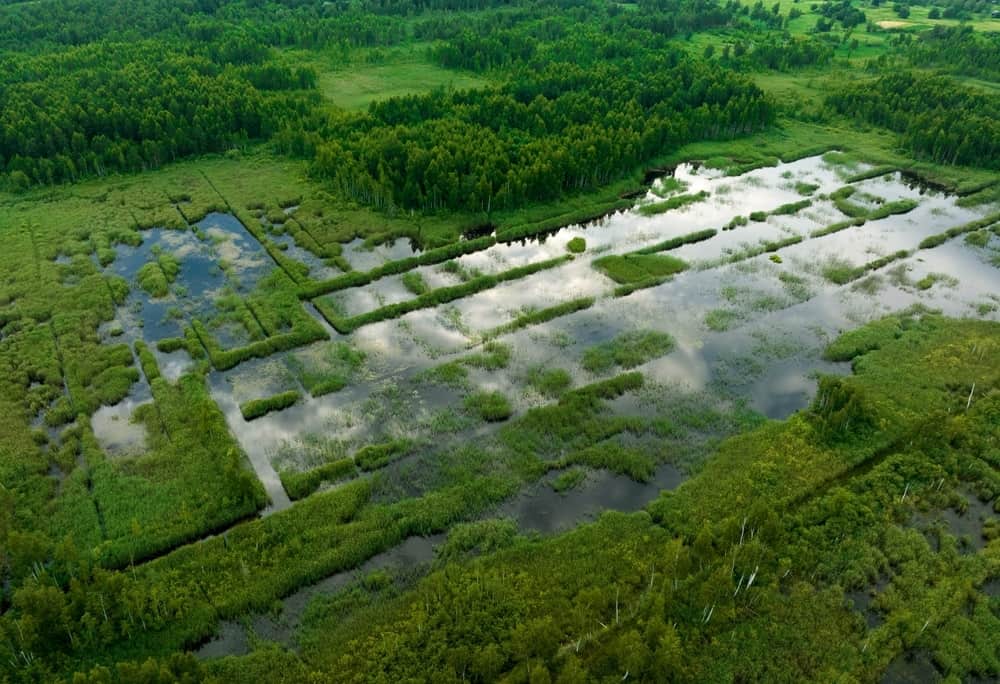 Corpos preservados em pântanos europeus podem indicar sacrifícios ...