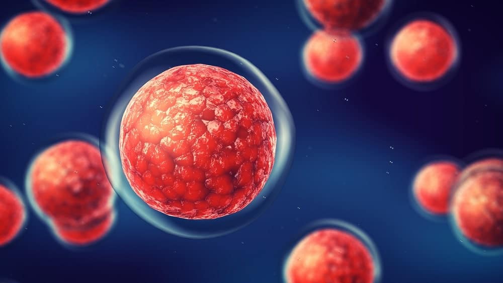 Medula óssea: confira mitos e verdades sobre a doação - Olhar Digital
