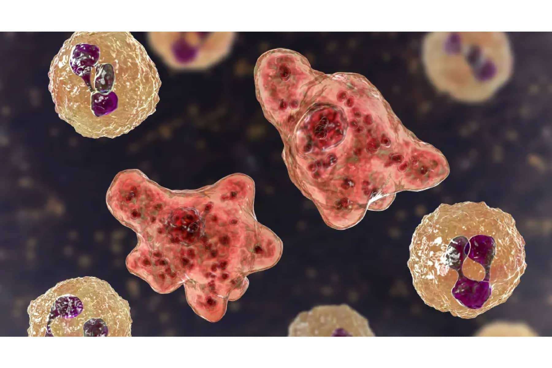 Ameba comedora de cérebro: ela existe no Brasil? - Olhar Digital