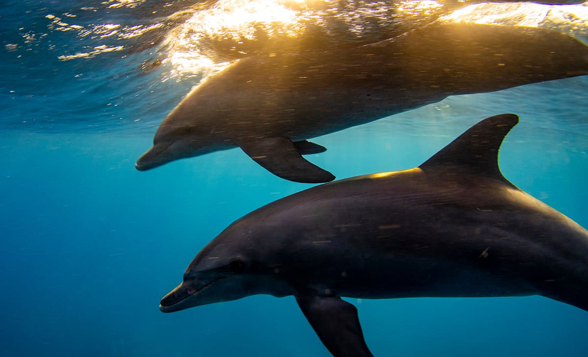 Golfinhos ensinam outros a pedir comida em barcos