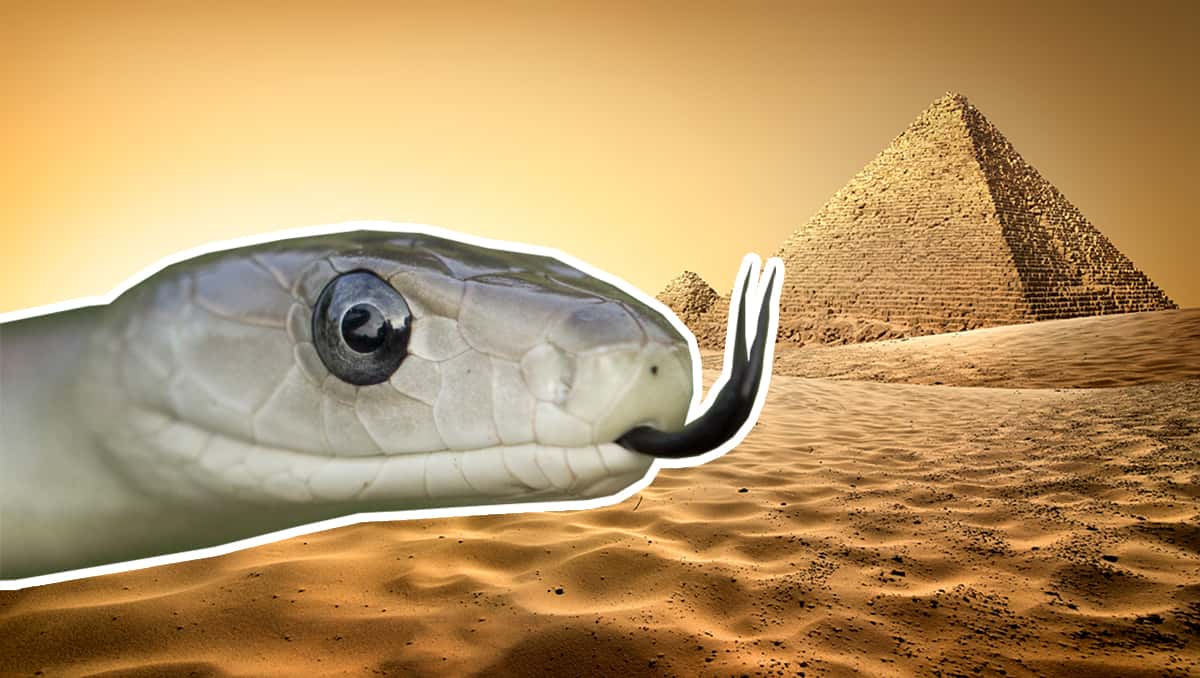 Estudo procura desvendar mistério das cobras perdidas do Egito